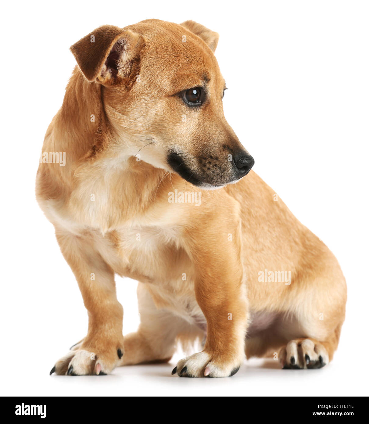 Small funny cute dog, isolated on white Stock Photo - Alamy