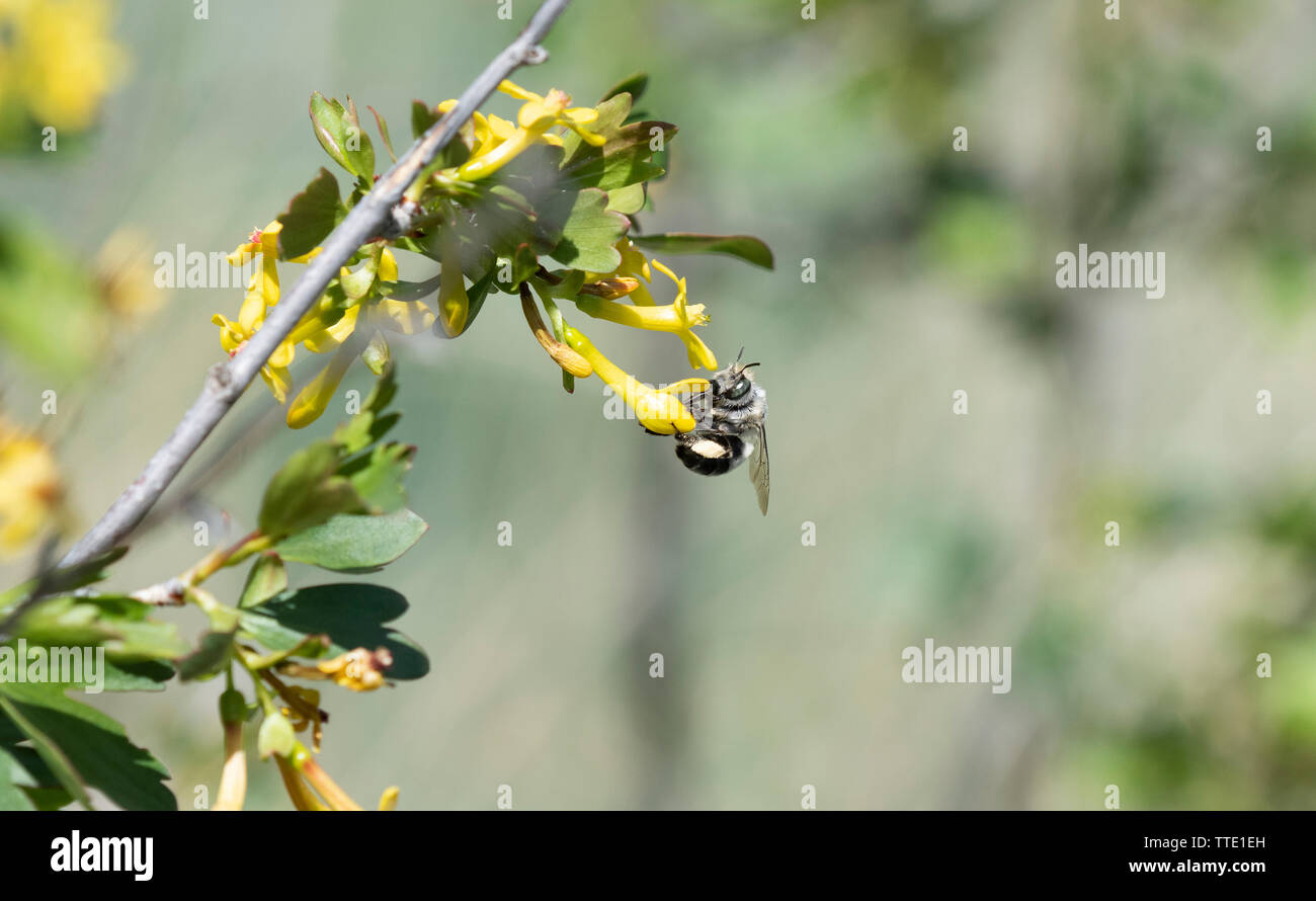 A Black & White Digger Bee (Anthophorini) Collects Pollen from a Plant ...