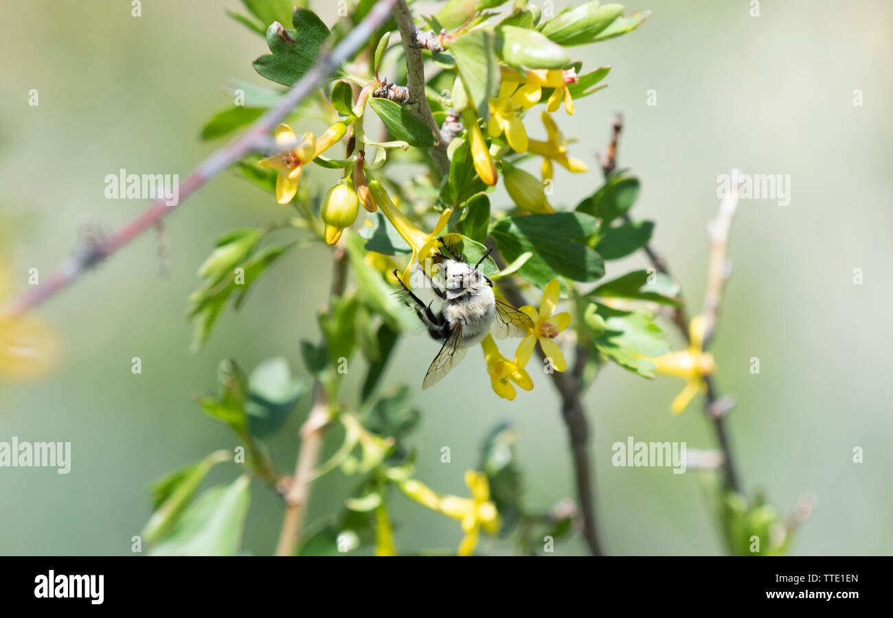 A Black & White Digger Bee (Anthophorini) Collects Pollen from a Plant ...