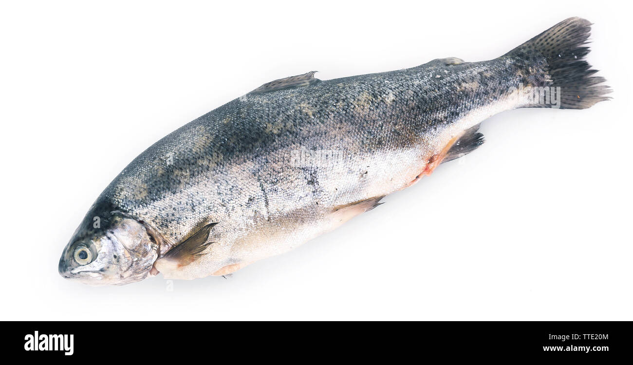 Fresh sea bass fish isolated on white background Stock Photo - Alamy