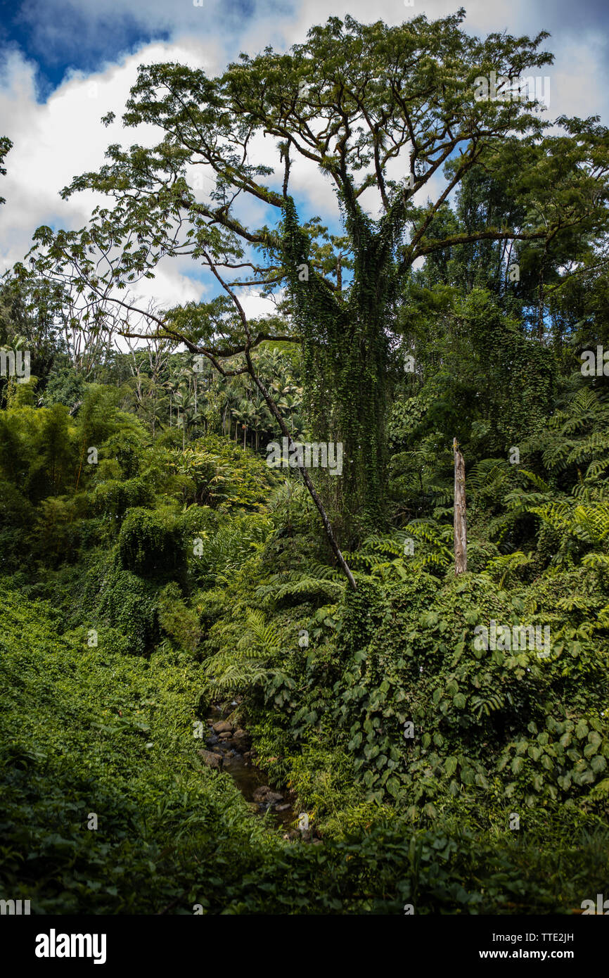 Rain falling tree forest hi-res stock photography and images - Alamy
