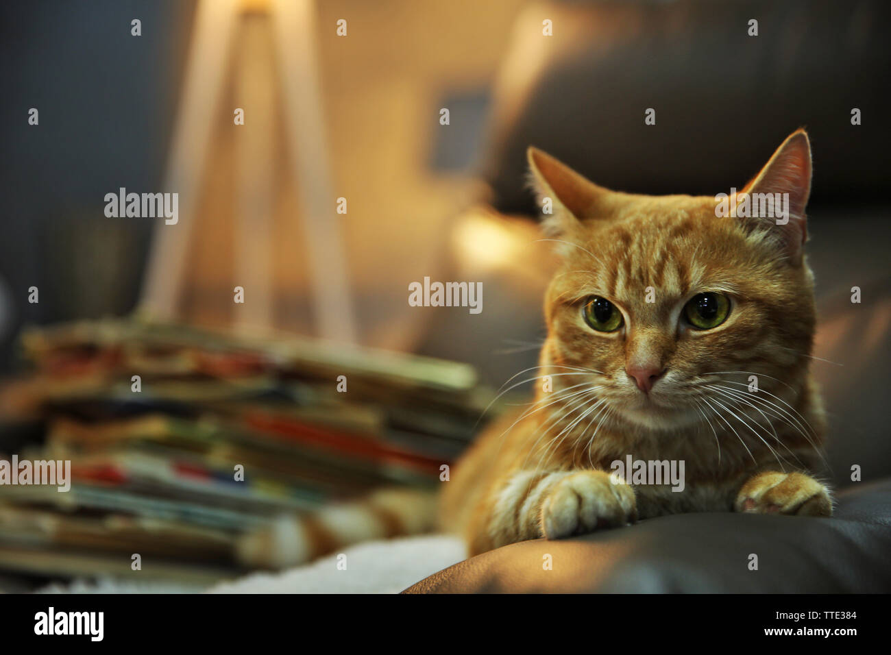 Group cat books hi-res stock photography and images - Alamy
