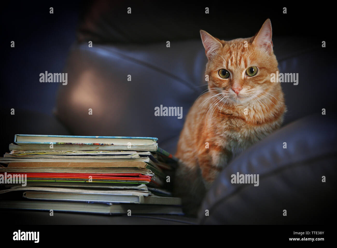 Group cat books hi-res stock photography and images - Alamy