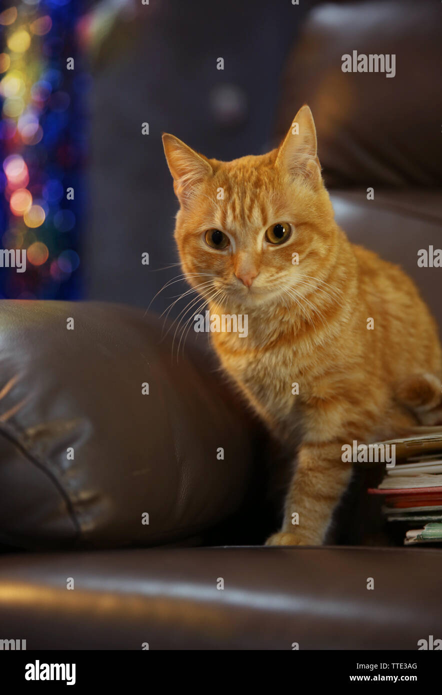 Group cat books hi-res stock photography and images - Alamy