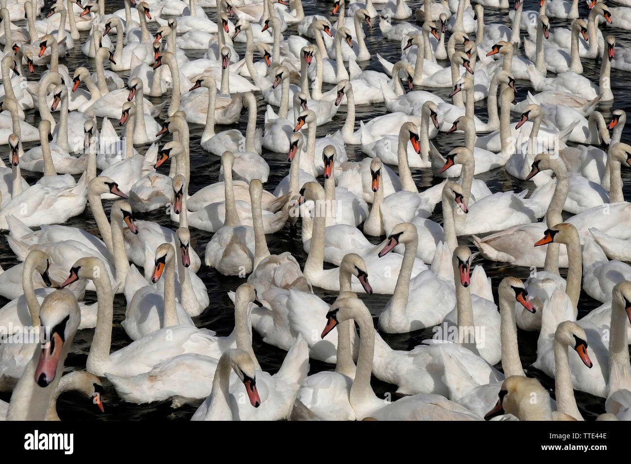 Bevy of swans hi-res stock photography and images - Alamy