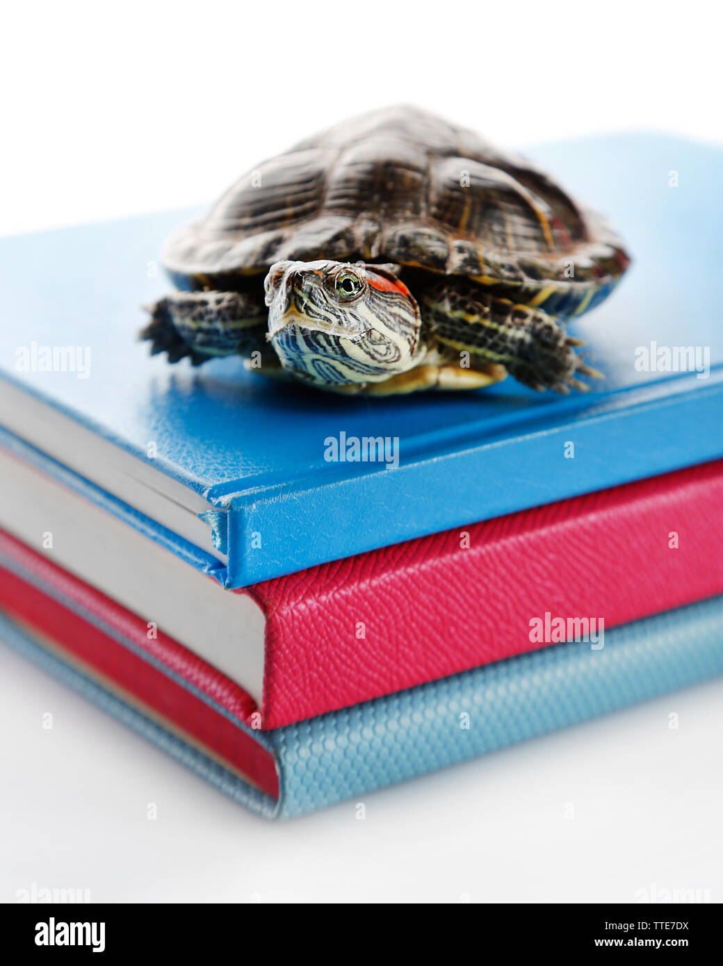 Turtle on pile of colourful books against white background Stock Photo ...