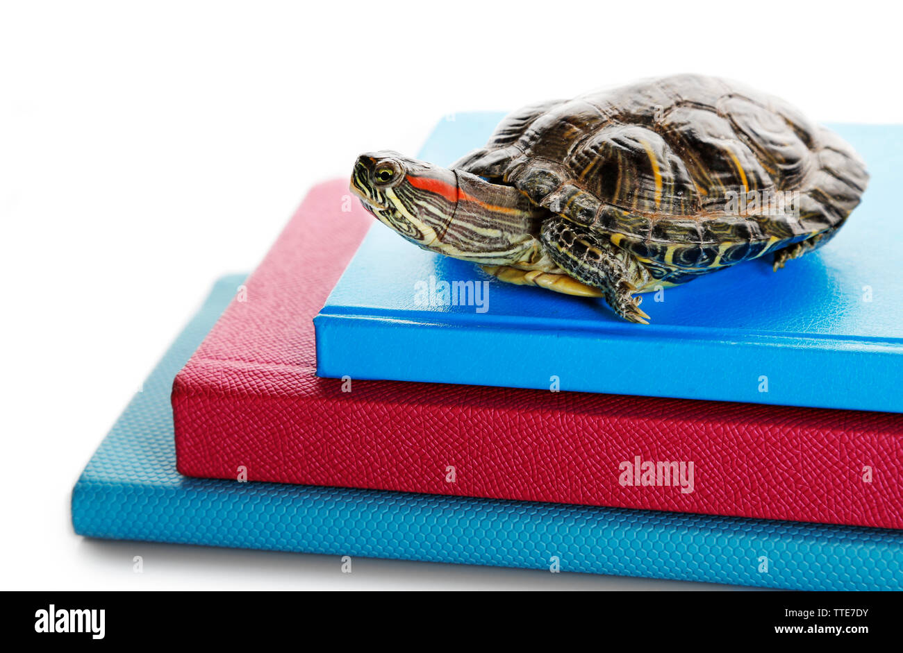 Turtle on pile of colourful books against white background Stock Photo ...