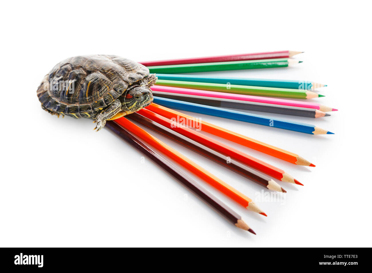 Turtle with colourful pencils isolated on white background Stock Photo ...