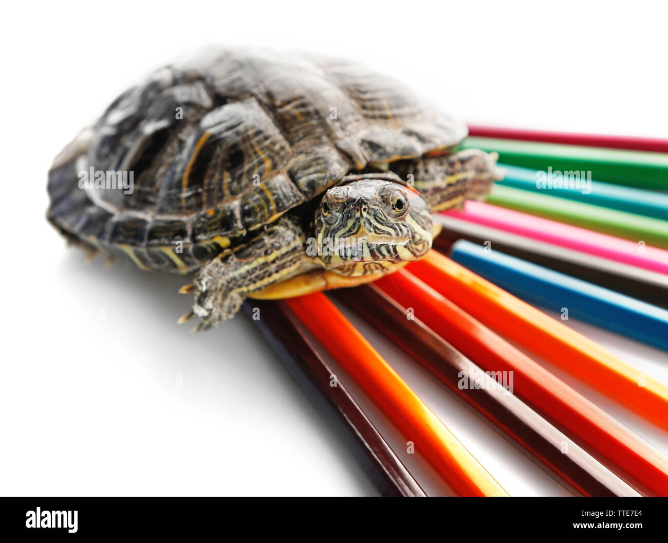 Turtle with colourful pencils isolated on white background Stock Photo ...