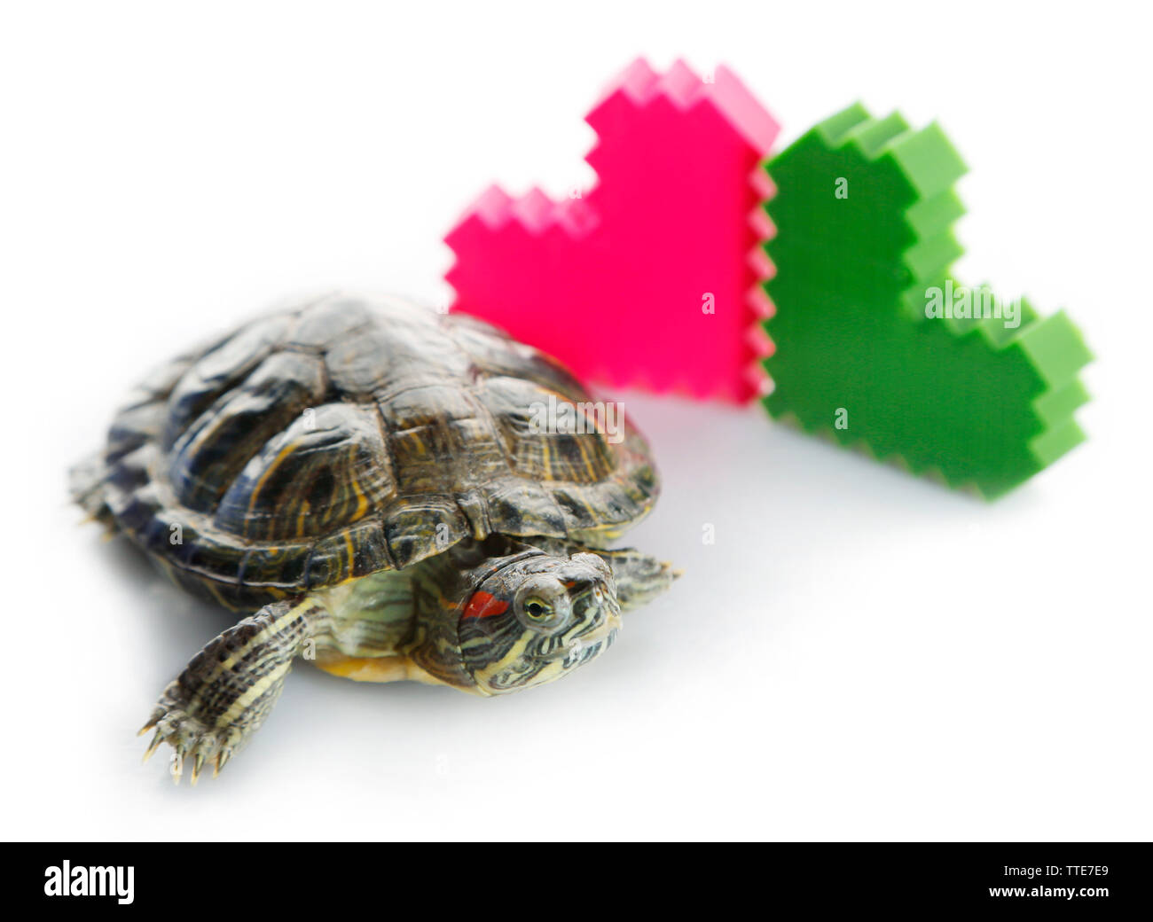 Turtle with plastic hearts isolated on white background Stock Photo - Alamy