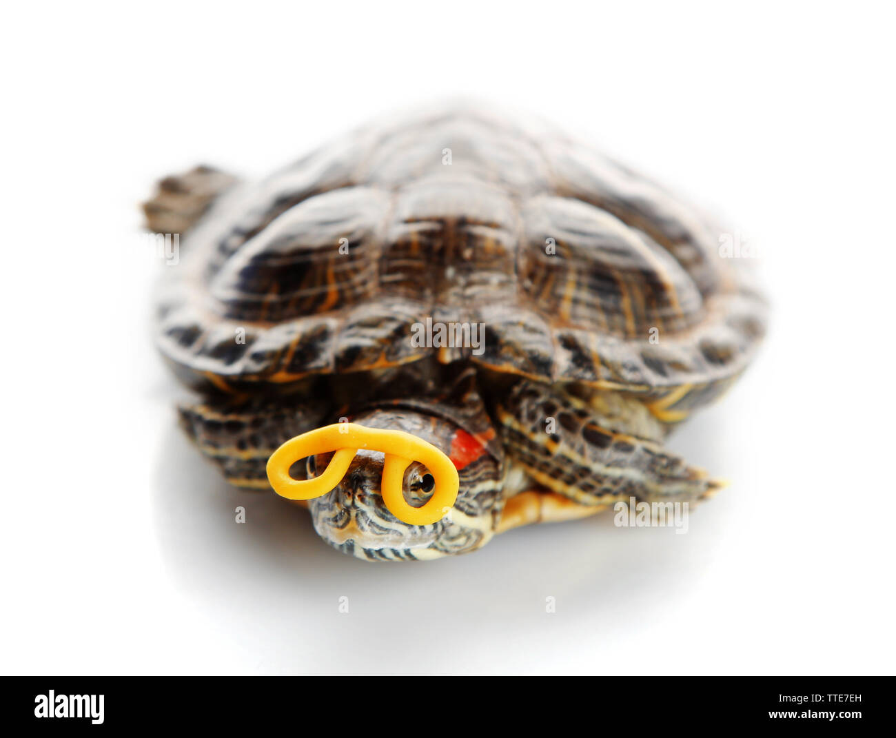 Turtle isolated on white background Stock Photo - Alamy