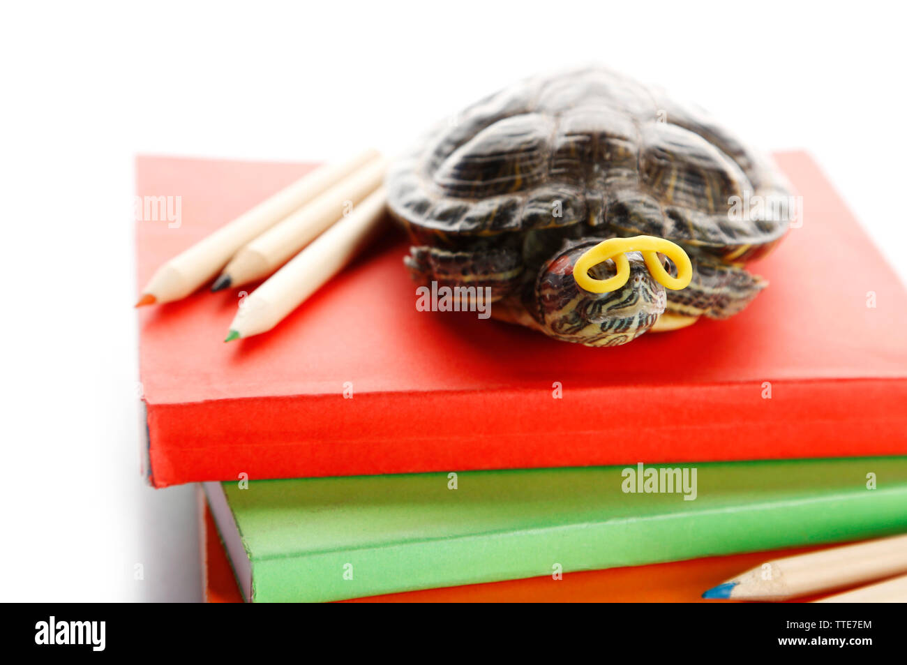 Turtle on pile of colourful books against white background Stock Photo ...