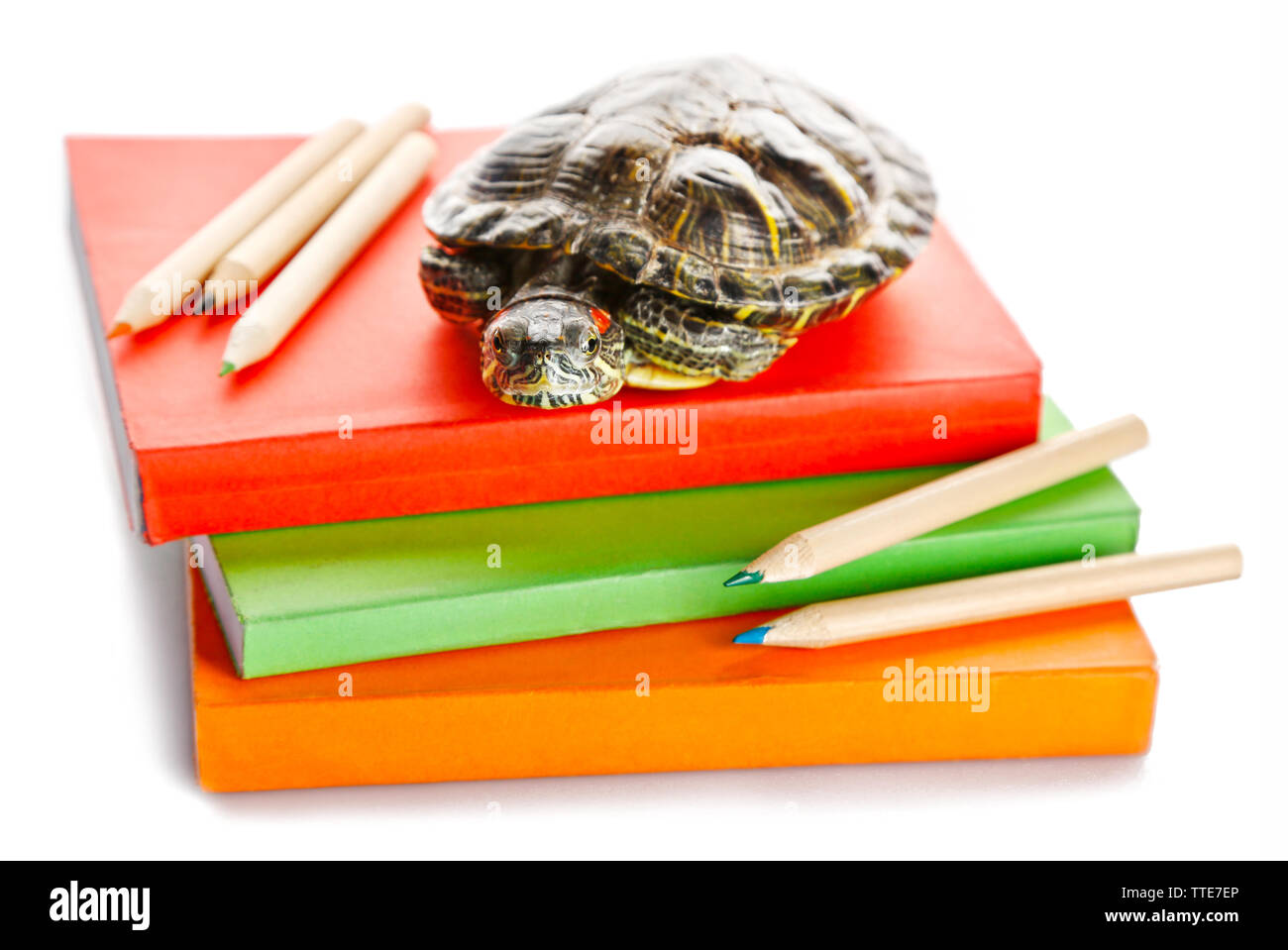 Turtle on pile of colourful books against white background Stock Photo ...