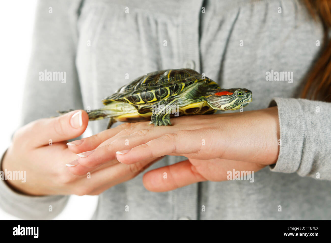 Turtle in woman hands, close up Stock Photo - Alamy