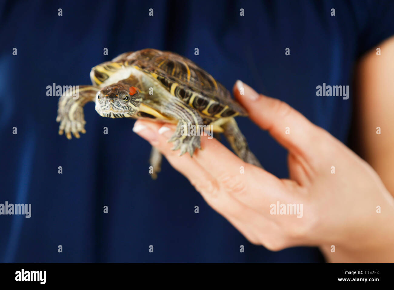 Turtle in woman hands, close up Stock Photo - Alamy