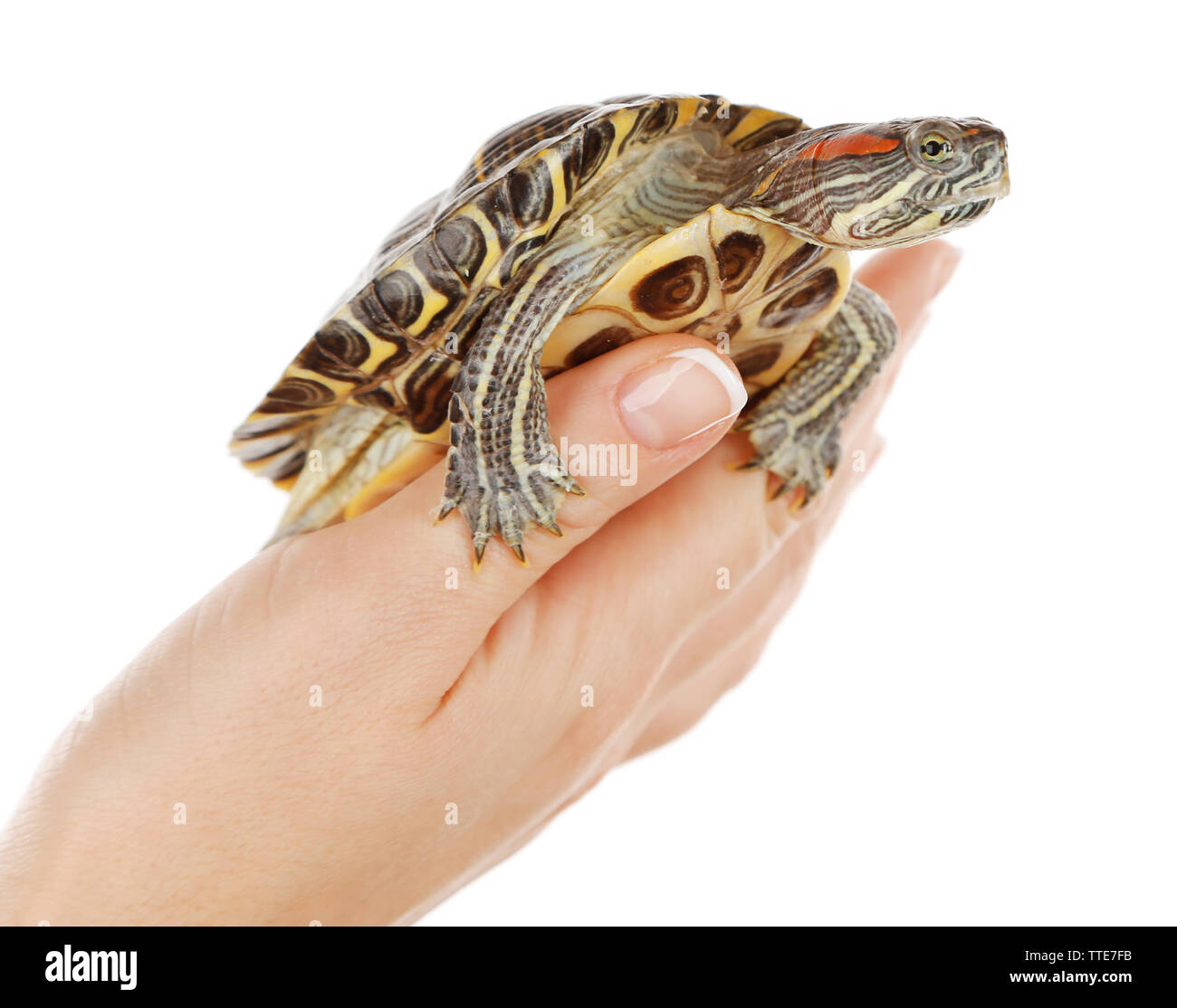 Turtle in woman hands isolated on white background Stock Photo - Alamy