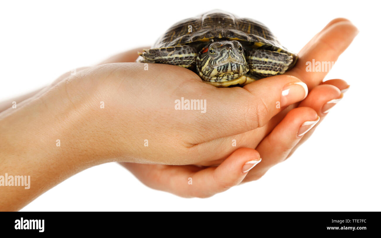 Turtle in woman hands isolated on white background Stock Photo - Alamy