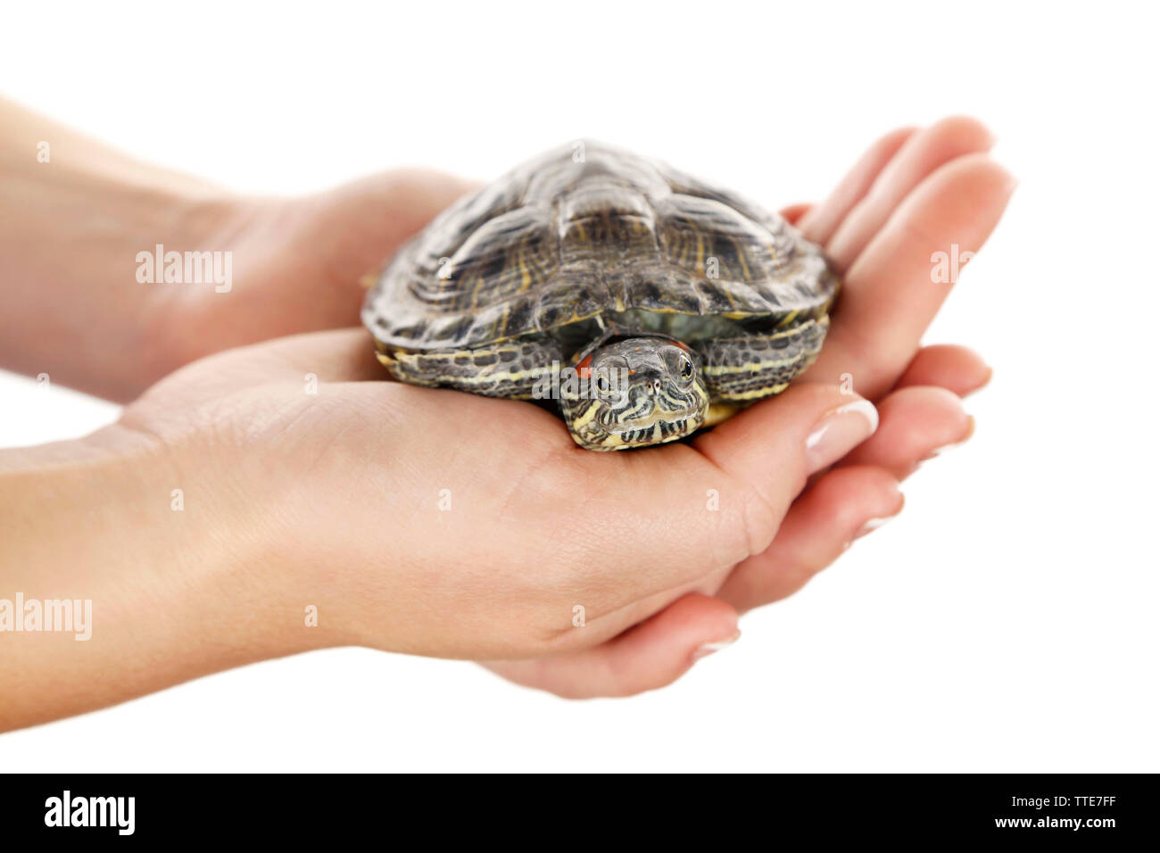 Turtle in woman hands isolated on white background Stock Photo - Alamy