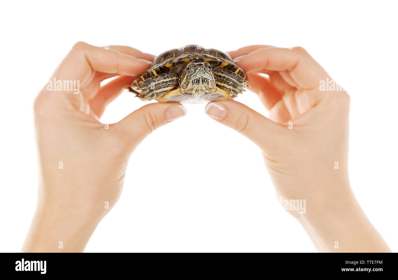 Turtle in woman hands isolated on white background Stock Photo - Alamy