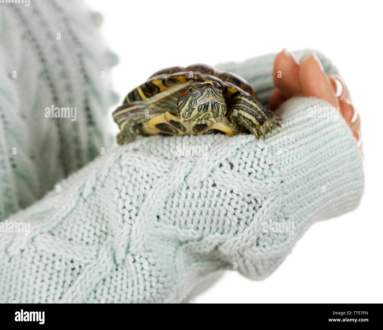 Turtle in woman hands, close up Stock Photo - Alamy
