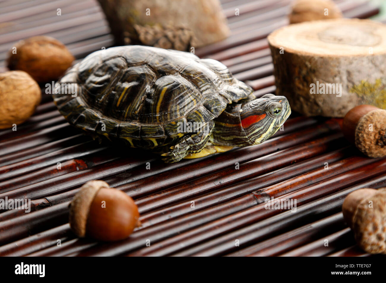 Turtle with acorn on wooden background Stock Photo - Alamy