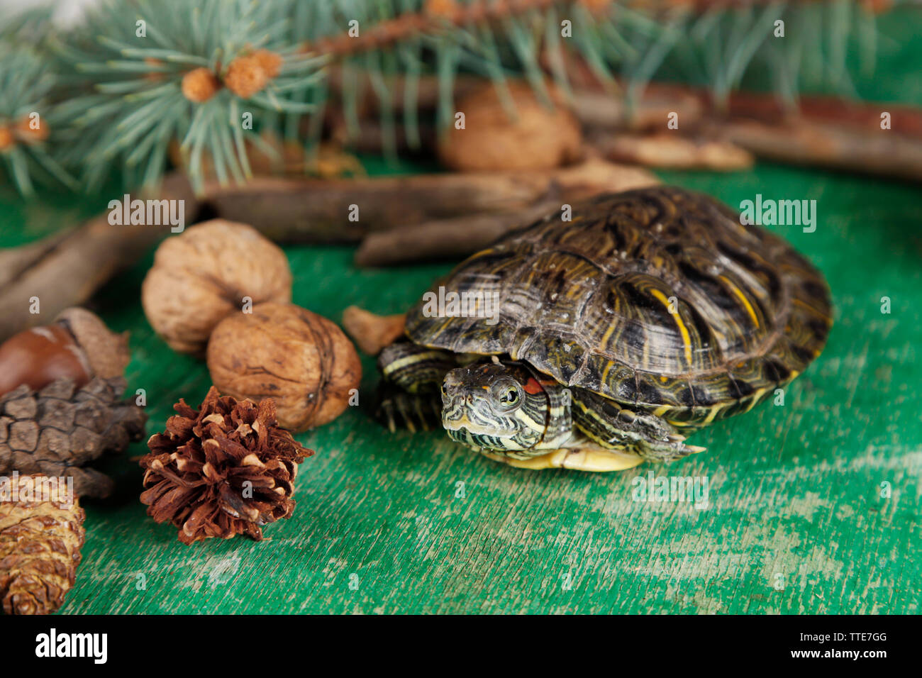 Turtle with acorn and autumn leaves on green background Stock Photo - Alamy