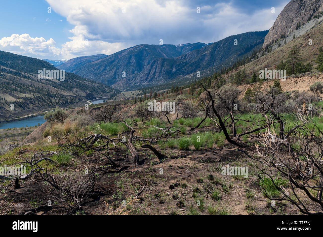 Burnt sage above the Thompson River near Spences Bridge, British ...
