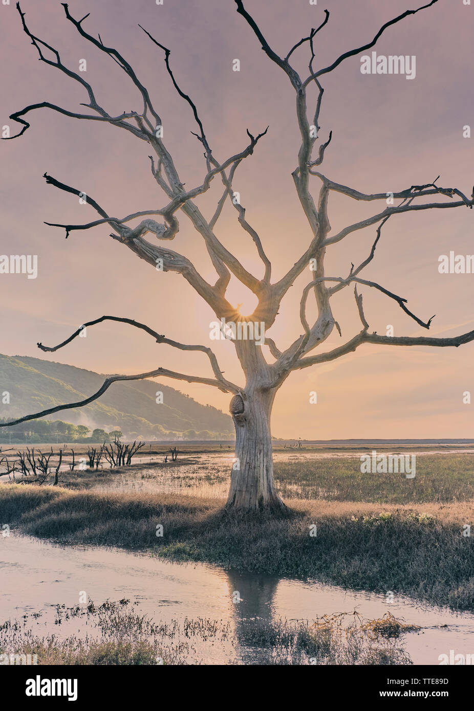 Managed ecosystem hi-res stock photography and images - Alamy