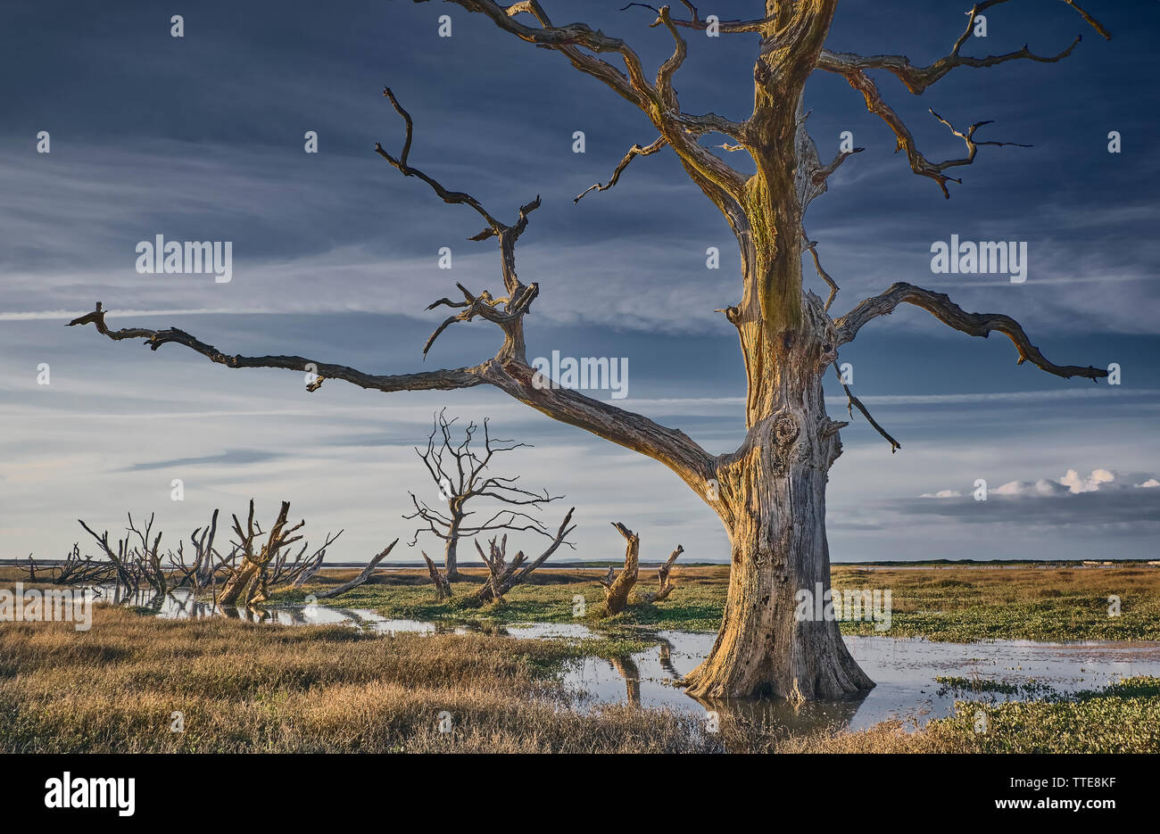 Dead trees in a flooded landscape Climate Change Portlock Marsh, Exmoor ...