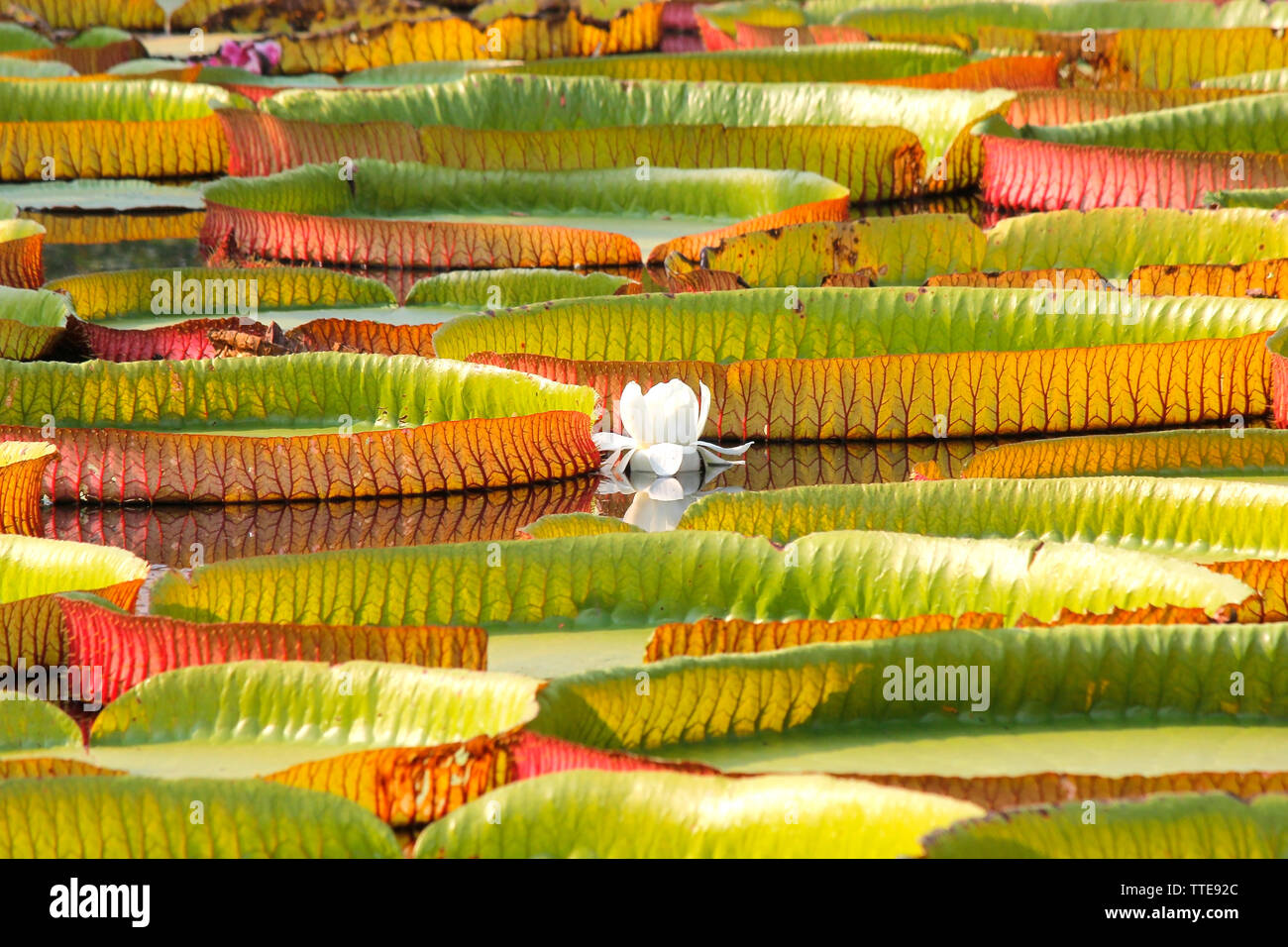 pile of floating lotus, giant water lily or victoria water lily Stock ...
