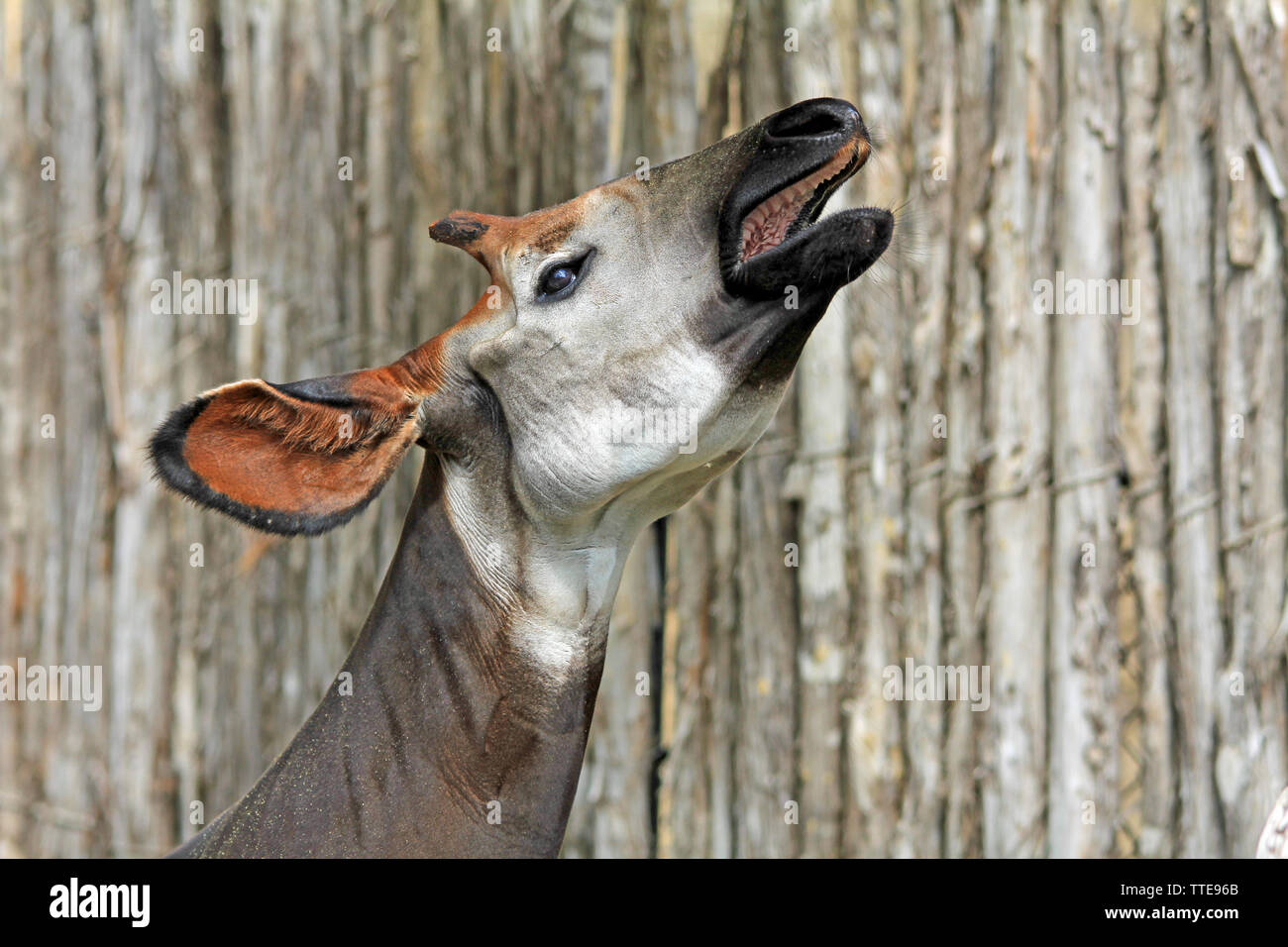 Okapi and neck hi-res stock photography and images - Alamy