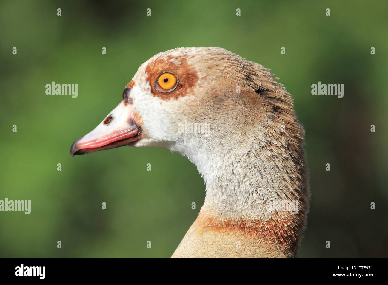 Head in profile of Egyptian goose - Florida Stock Photo - Alamy