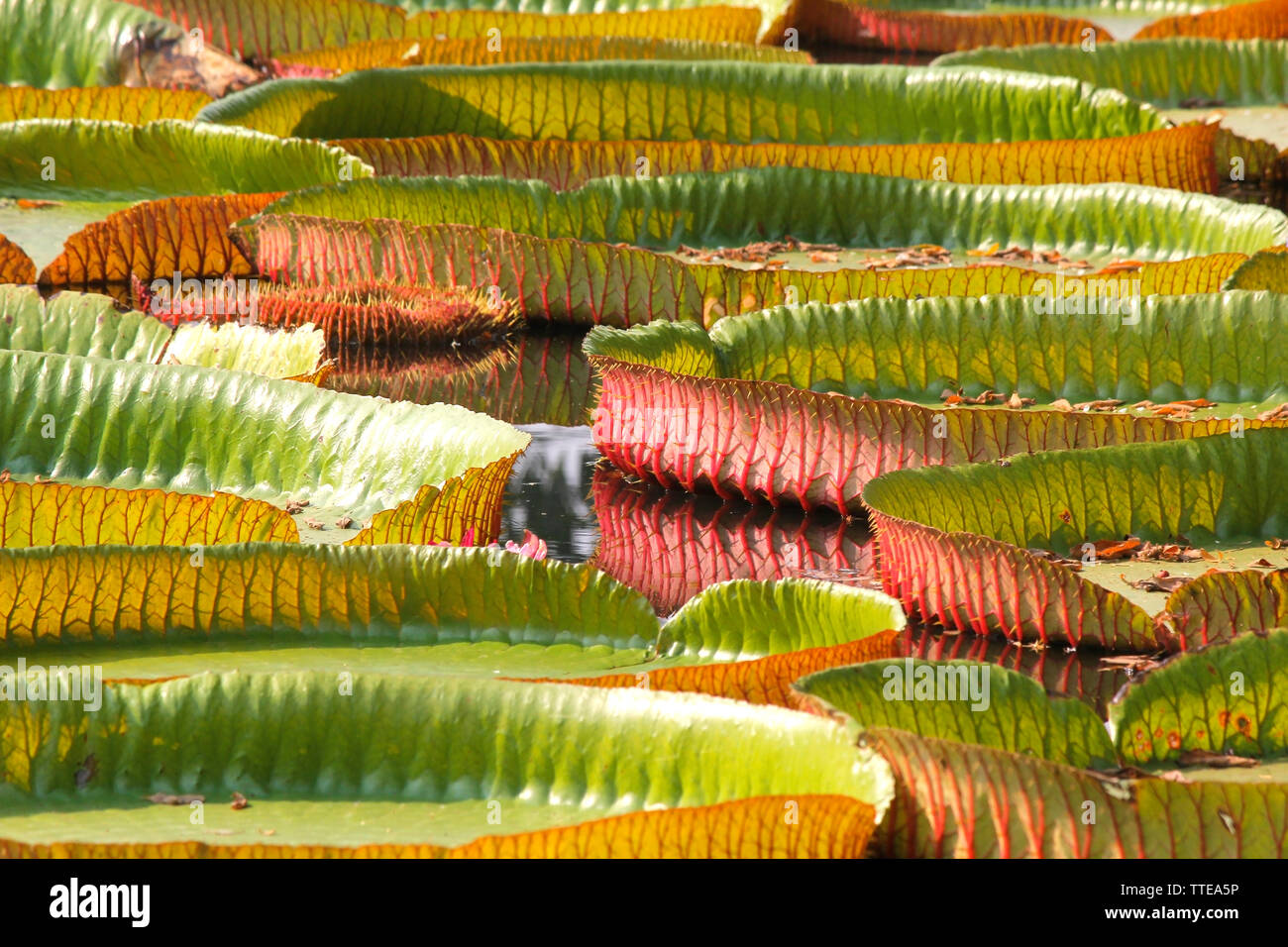 closeup of floating lotus, giant water lily or victoria water lily ...