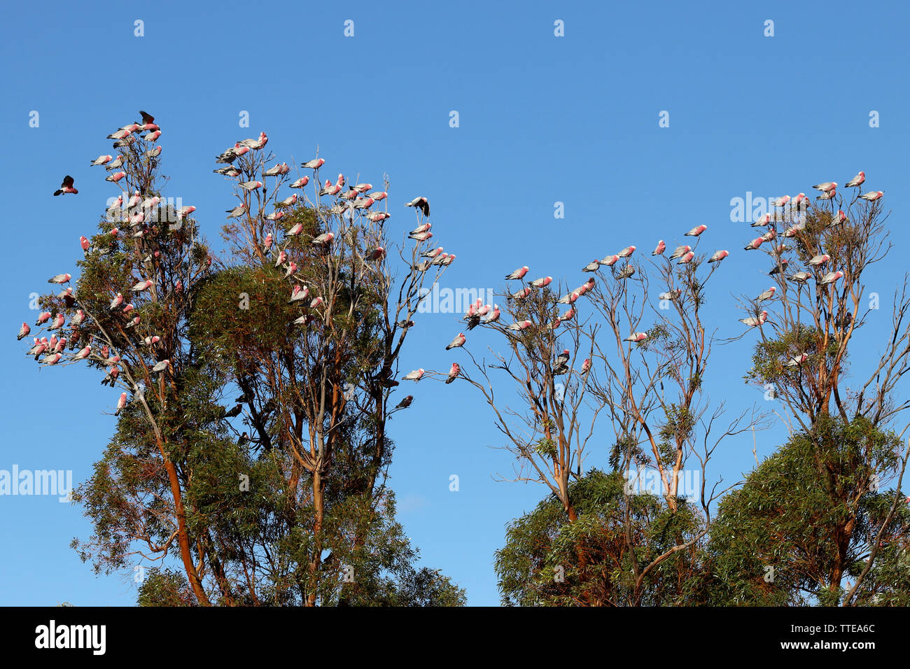 Galah flock hi-res stock photography and images - Alamy