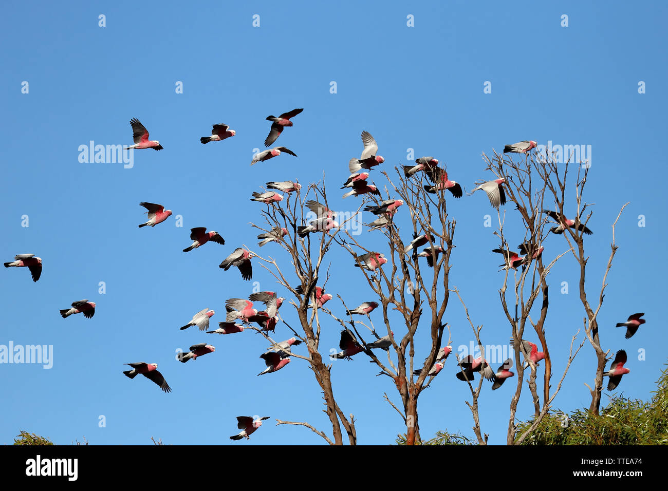 Galah flock hi-res stock photography and images - Alamy