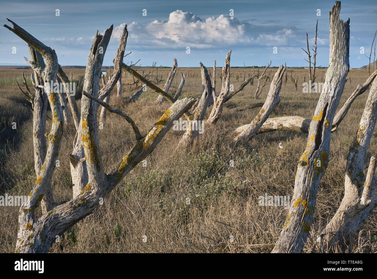 Managed ecosystem hi-res stock photography and images - Alamy
