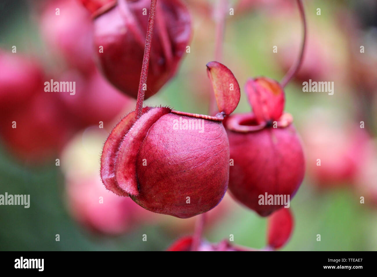 Insect eating pitcher plant hi-res stock photography and images - Alamy