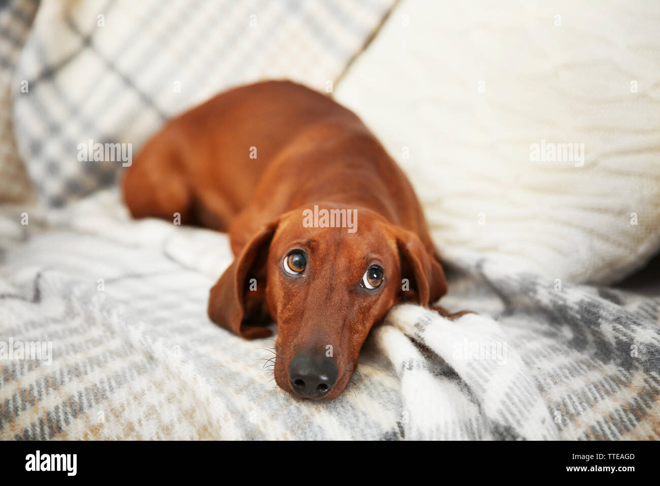 Cute dachshund puppy on plaid background Stock Photo - Alamy