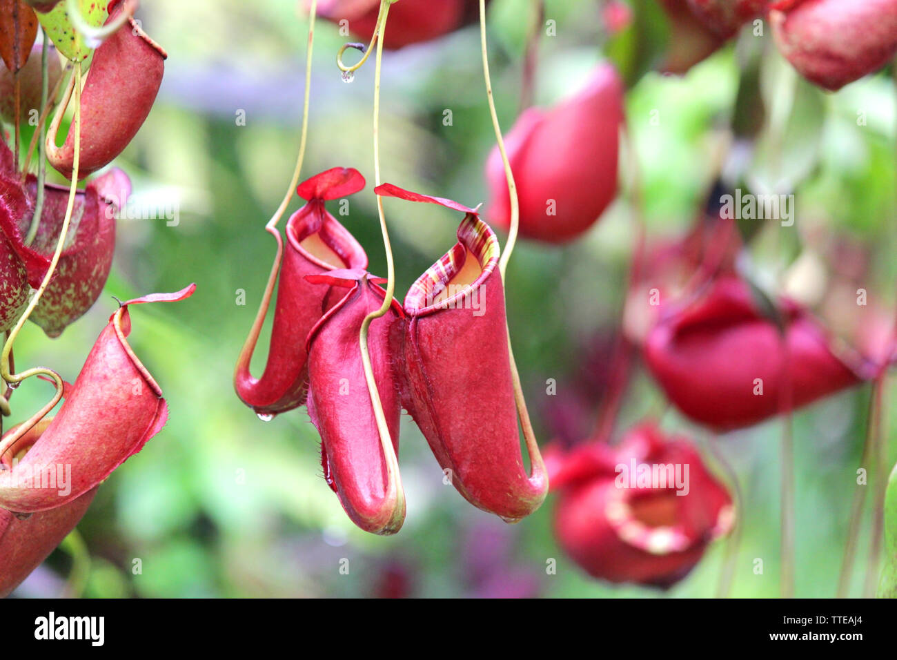 nepenthes flower or monkey pitcher plant, insect-eating flowers Stock ...