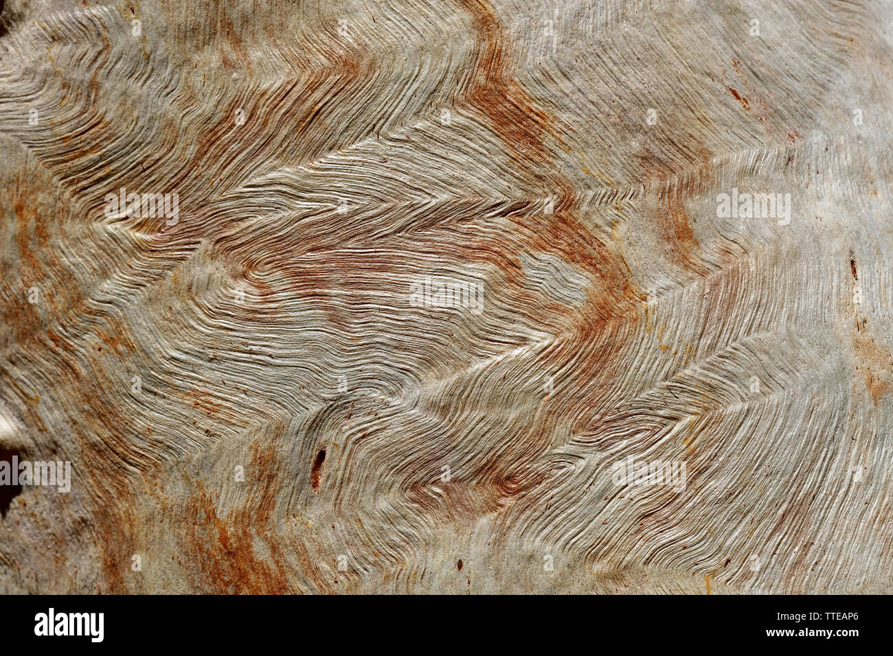 River Red Gum Patterns in bark Eucalyptus camaldulensis Australia Stock ...
