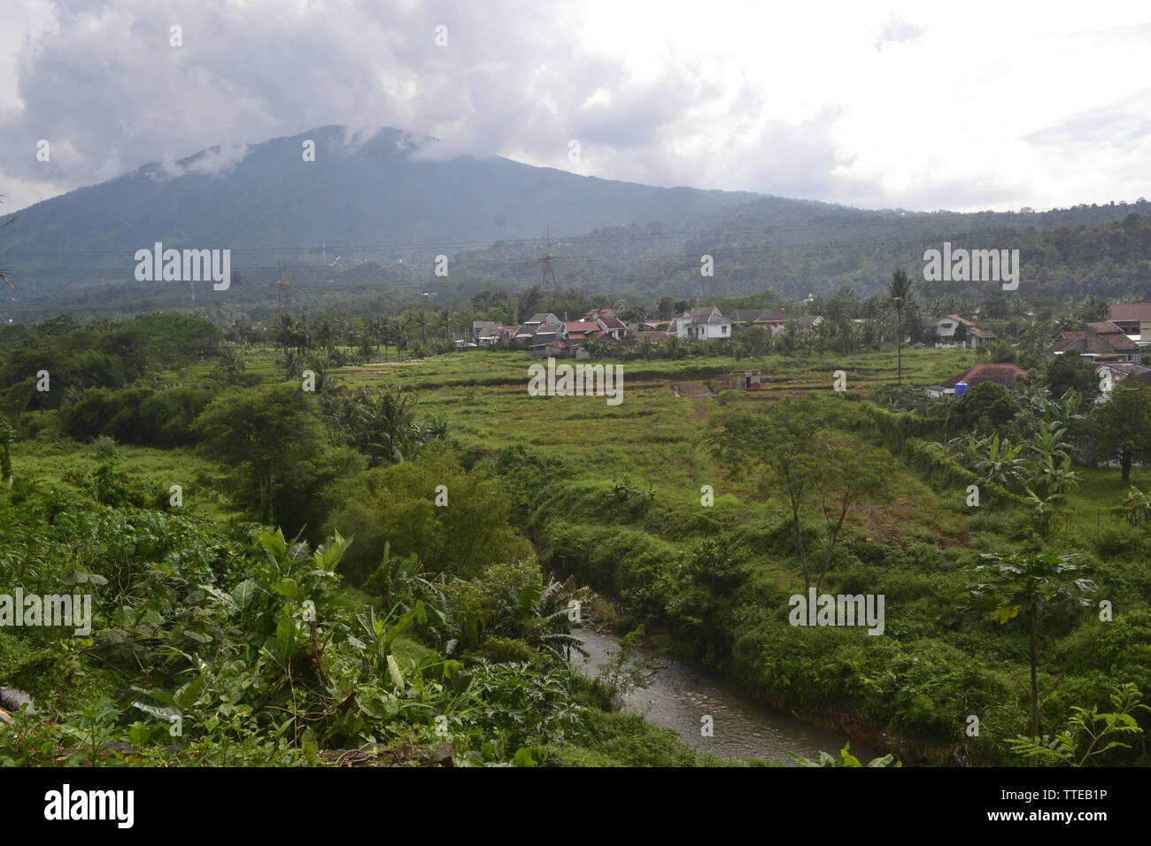 wonderfull rain forest tropis central java ungaran mount indonesia ...