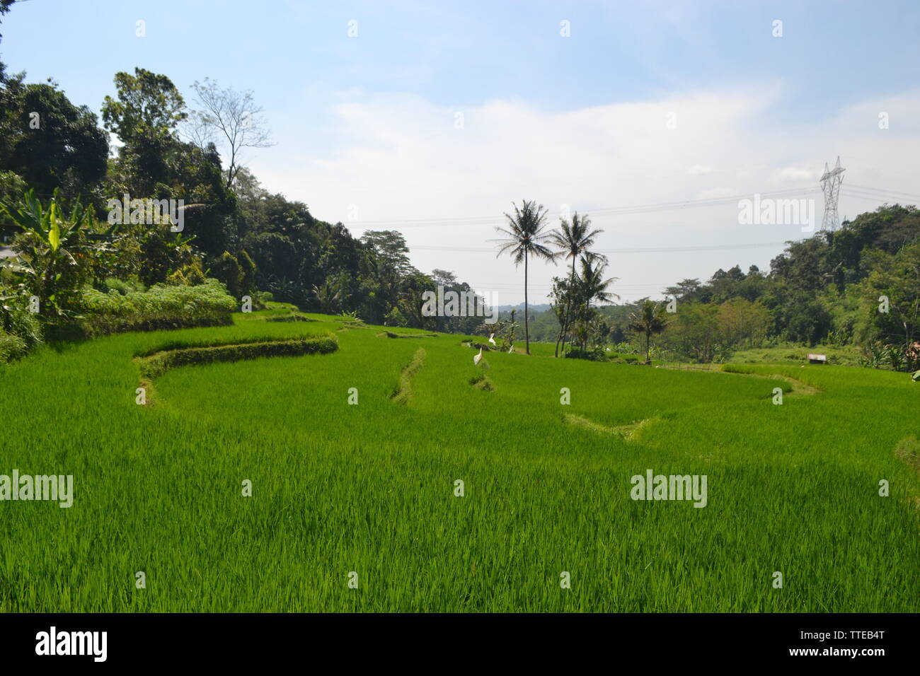 wonderfull rain forest tropis central java ungaran mount indonesia ...