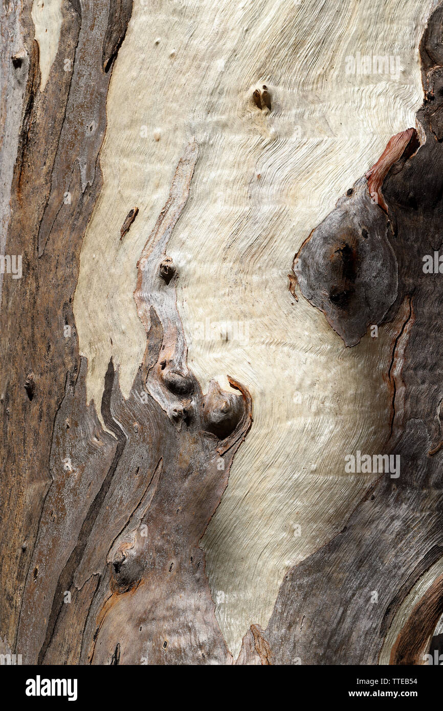 River Red Gum trunk Eucalyptus camaldulensis Australia Stock Photo - Alamy