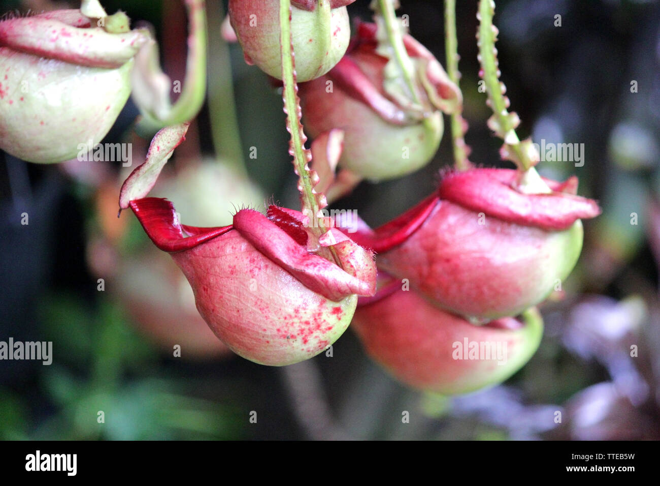 nepenthes flower or monkey pitcher plant, insect-eating flowers Stock ...