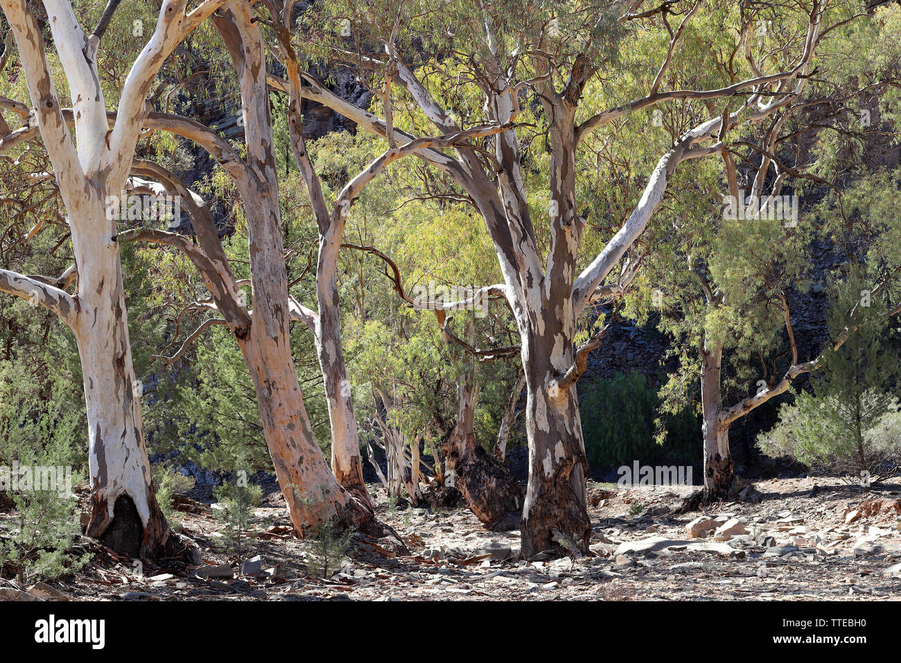 River Red Gum Eucalyptus camaldulensis Australia Stock Photo - Alamy