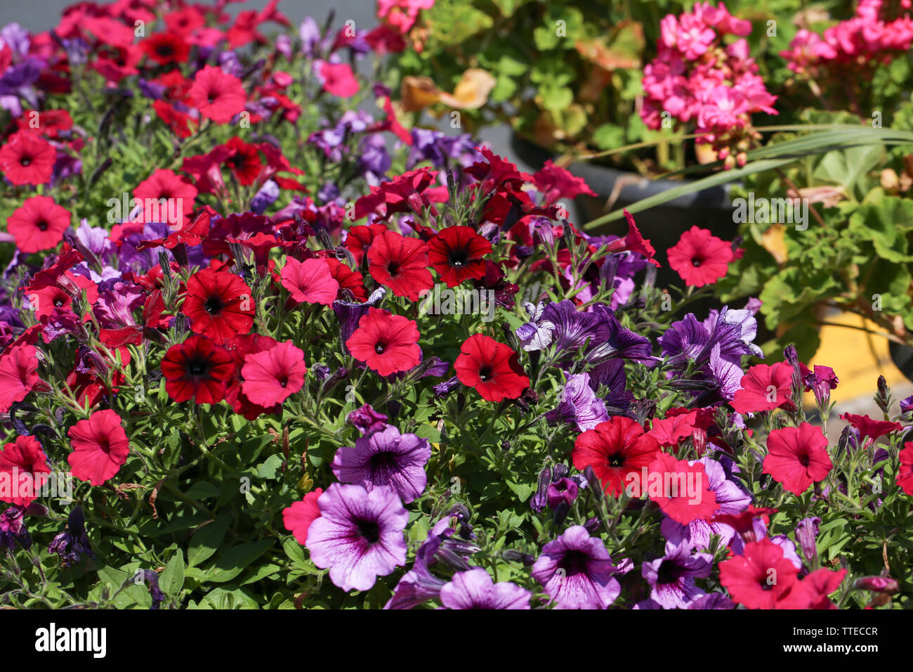 Beautiful flowers blooming hi-res stock photography and images - Alamy