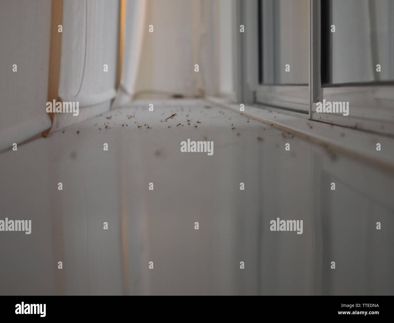 Minimalist insect art hi-res stock photography and images - Alamy