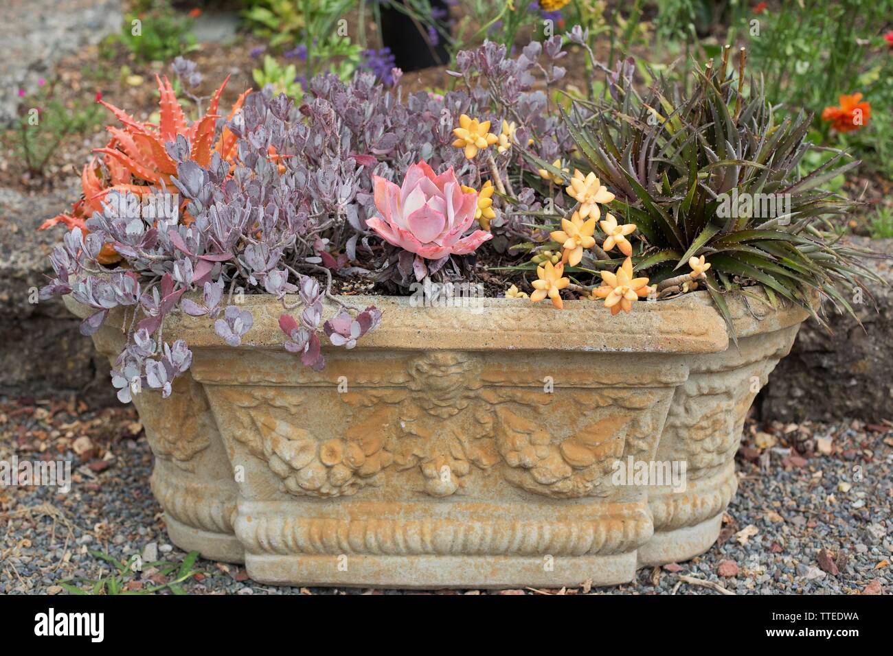 Colorful succulents hi-res stock photography and images - Alamy