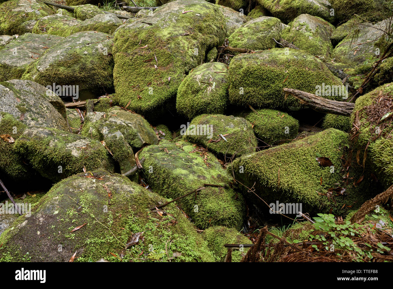 Victoria moss hi-res stock photography and images - Alamy