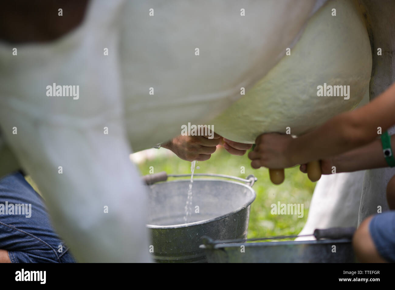 Milking girl hi-res stock photography and images - Alamy